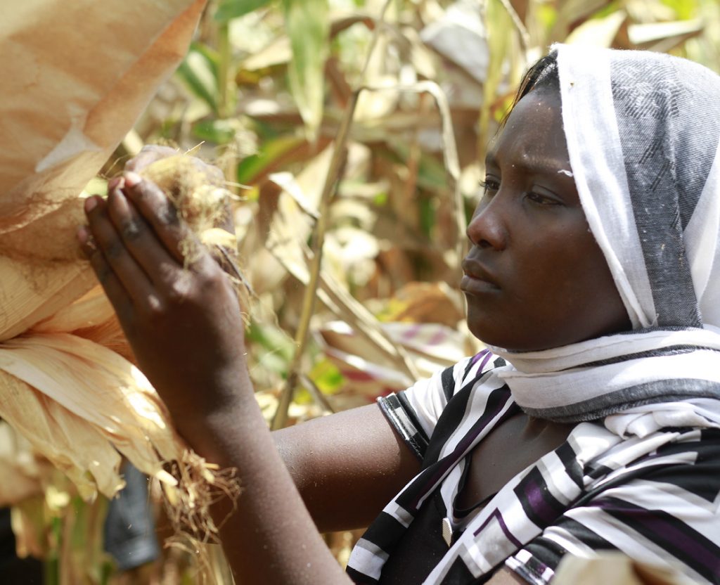 Methodology - Access to seeds