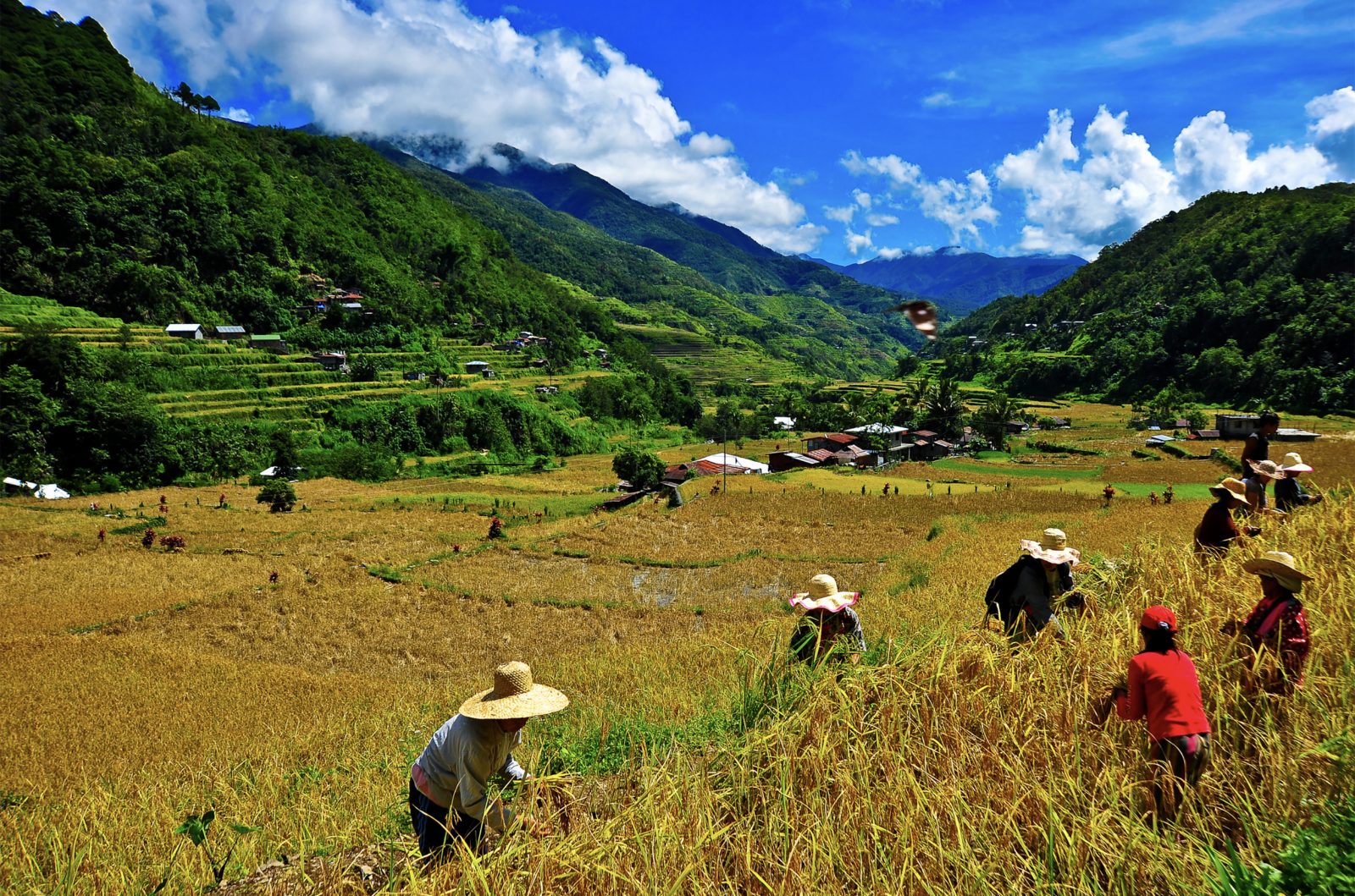 South and Southeast Asia - Access to seeds