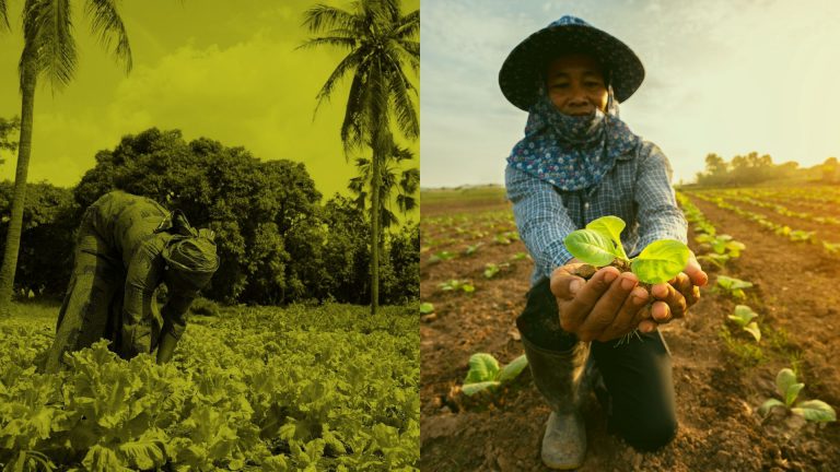 Kenya Seed Company - Access to seeds